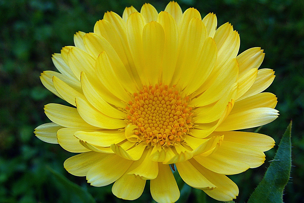 700+ Free Calendula & Marigold Images - Pixabay
