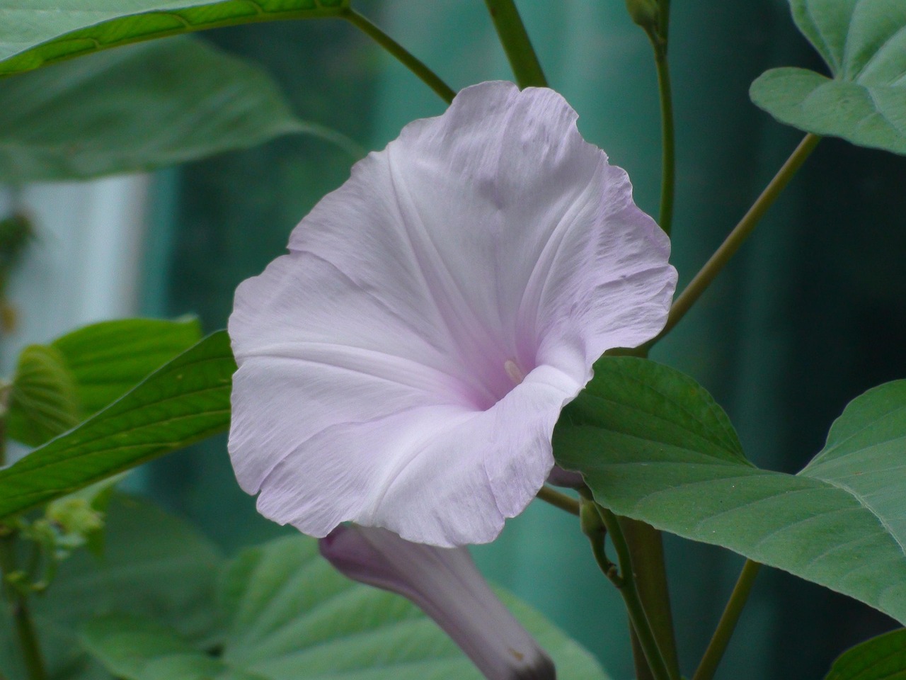400+ Free Morning Glory & Nature Images - Pixabay