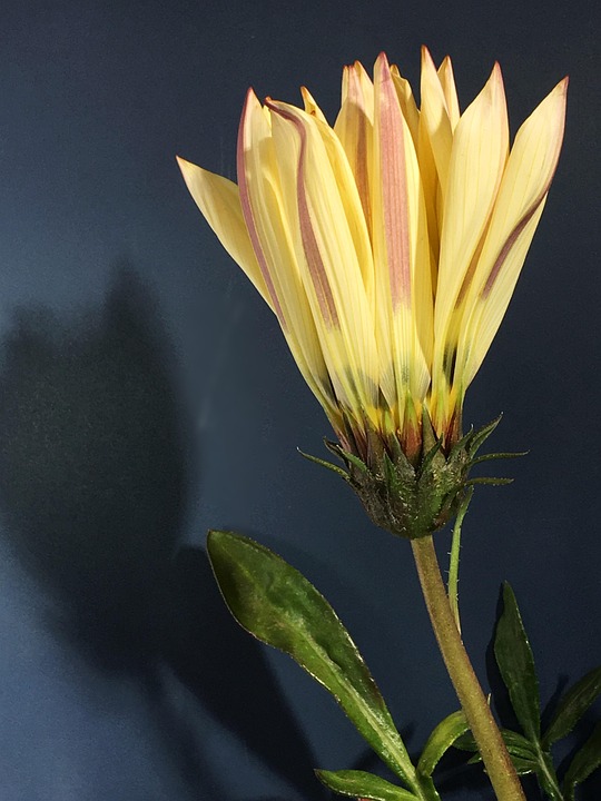 Gazania Yellow Flower - Free photo on Pixabay