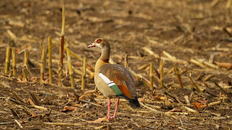 Angsa Mesir Wild Goose Bulu - Foto gratis di Pixabay