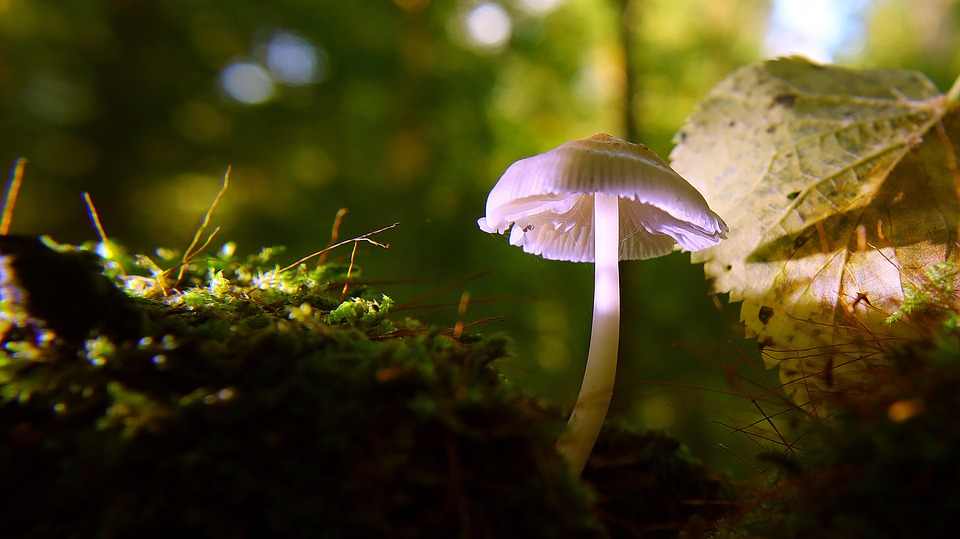 Mushroom Fall Forest - Free photo on Pixabay