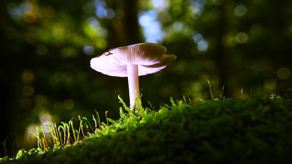 Mushroom Fall Forest - Free photo on Pixabay