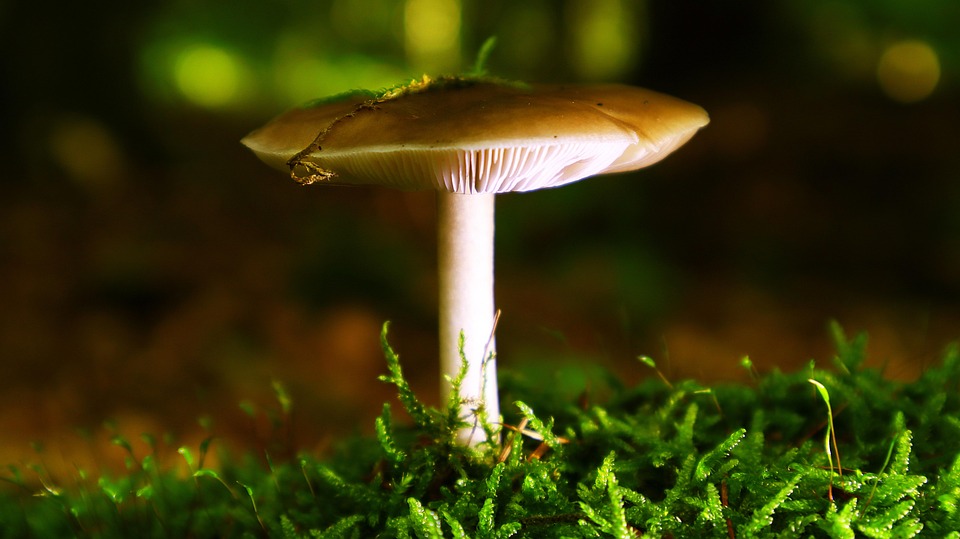 Mushroom Fall Forest - Free photo on Pixabay