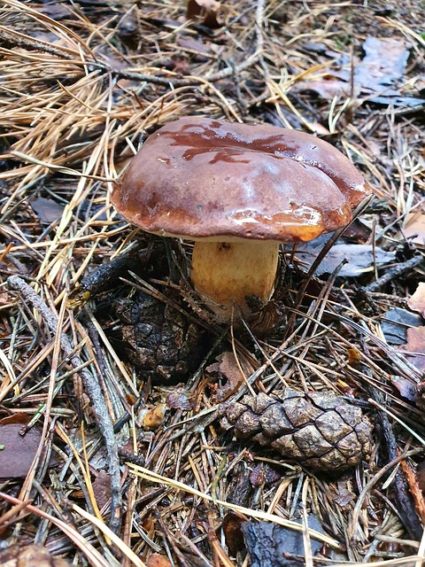 Fall Mushroom Forest - Free photo on Pixabay - Pixabay