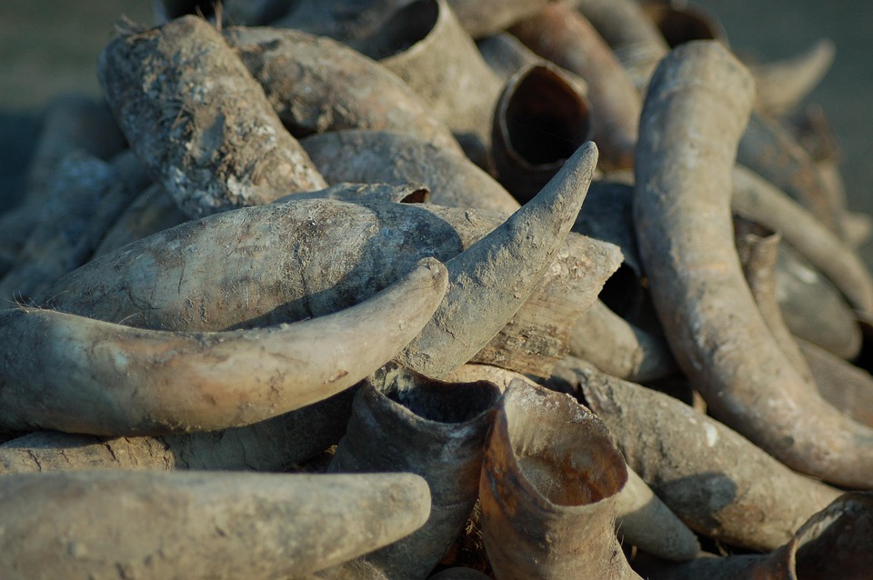 Horns Cows Horn - Free photo on Pixabay