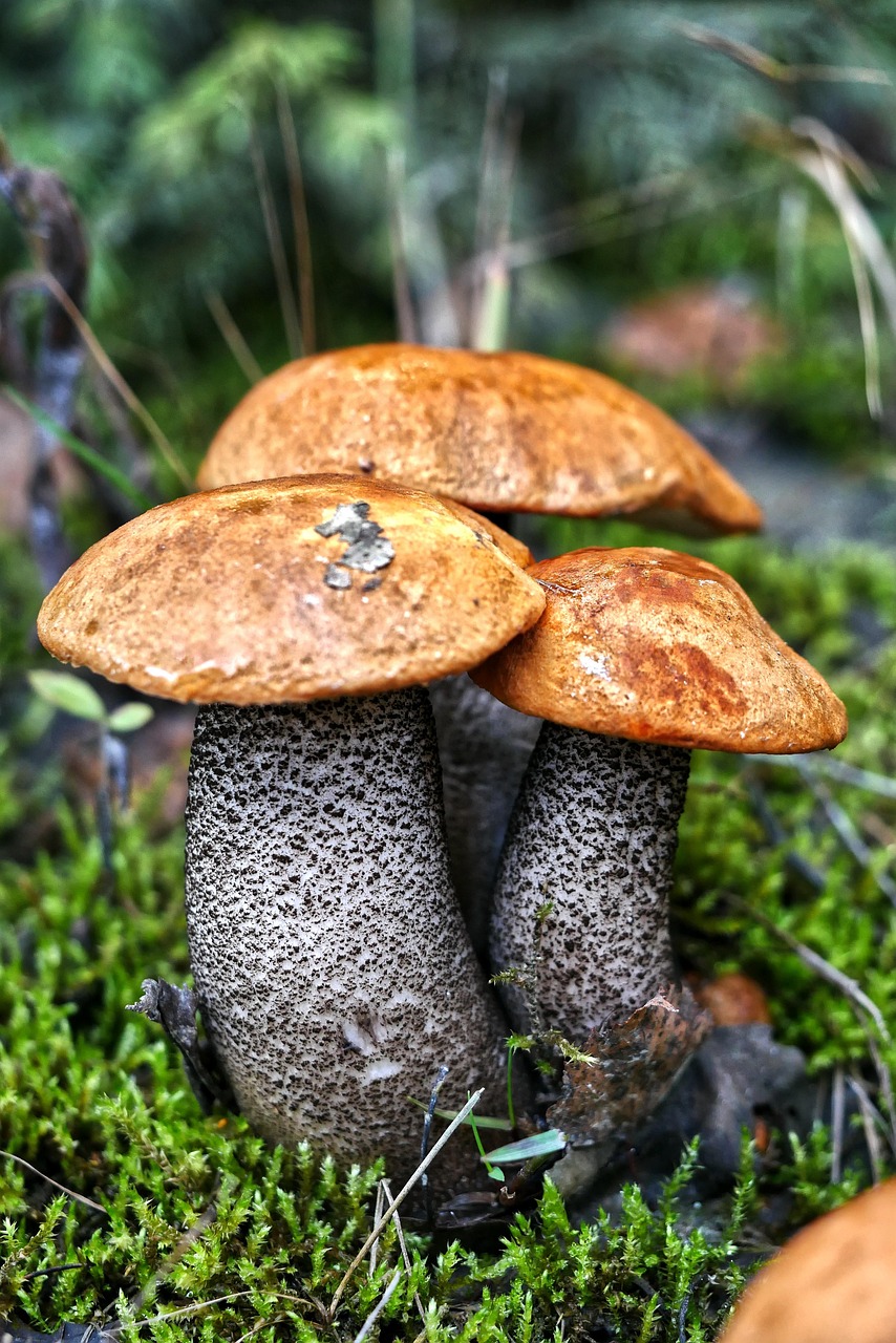 Leccinum Versipelle - Pixabayの無料写真 - Pixabay