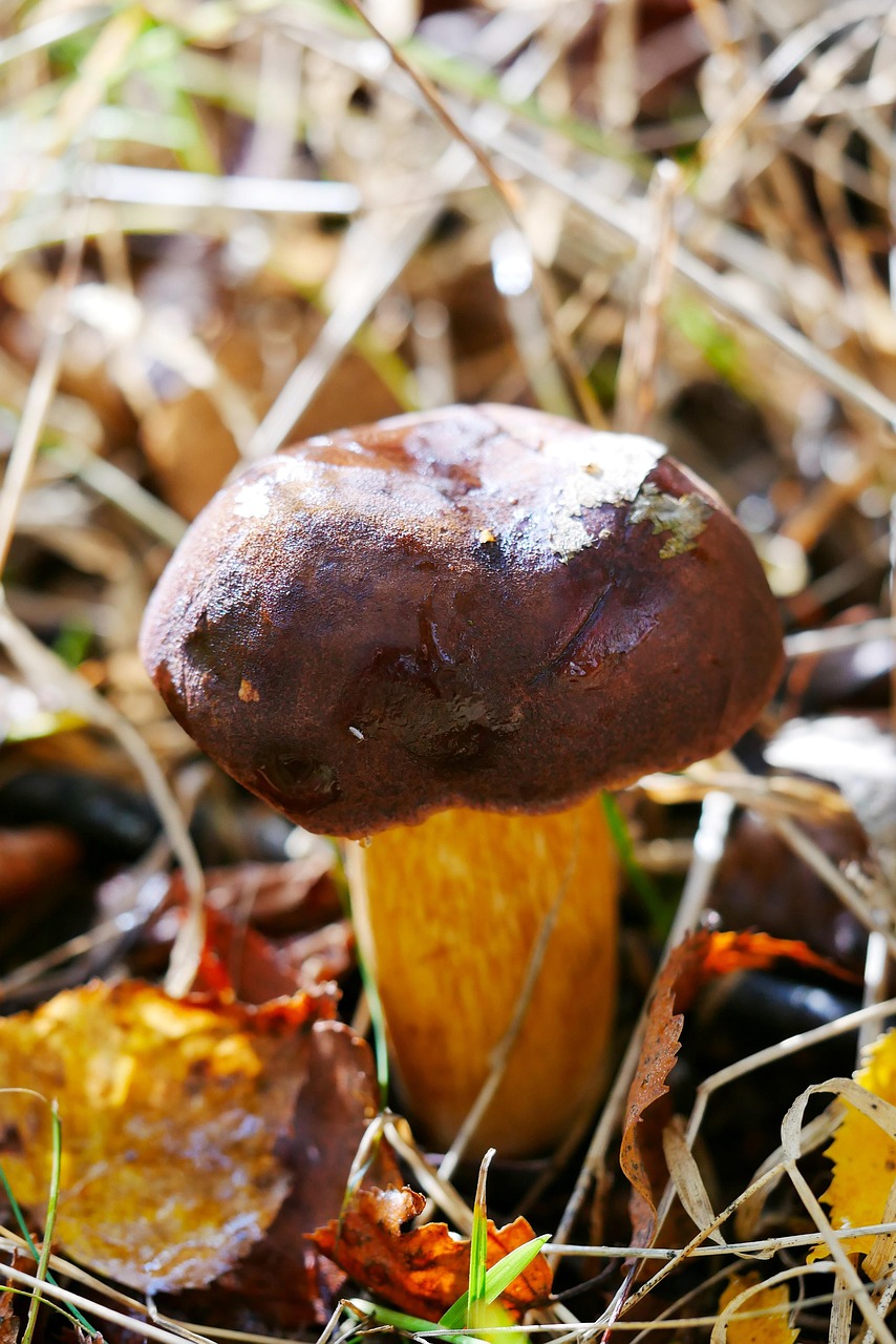 Maronen-Röhrling Imleria Badia - Kostenloses Foto auf Pixabay - Pixabay