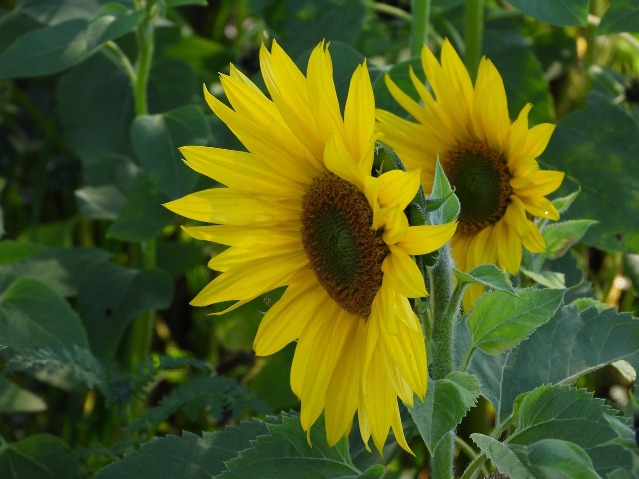 Sonnenblumen Feld Von - Kostenloses Foto auf Pixabay - Pixabay