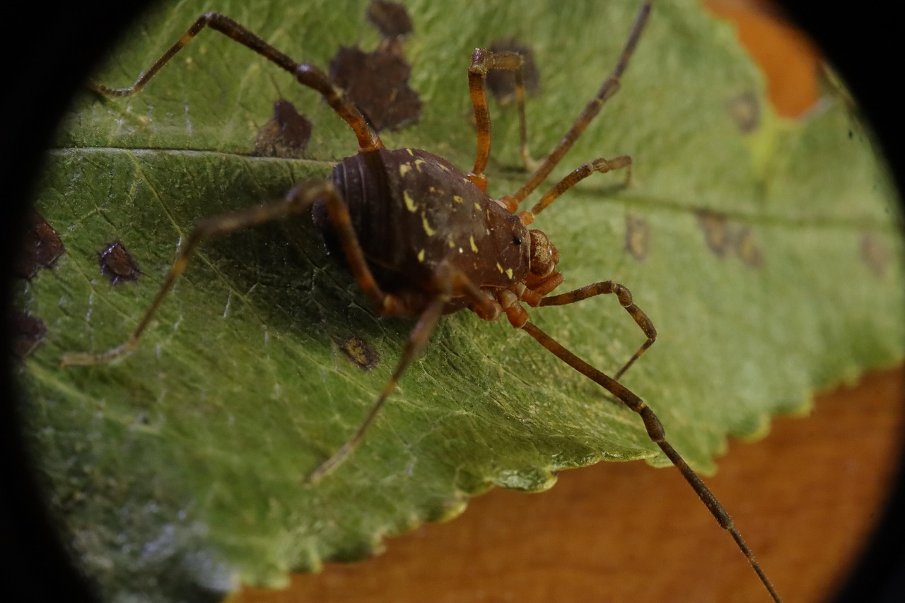 Spinnentier Schnitter Opilión - Kostenloses Foto auf Pixabay - Pixabay