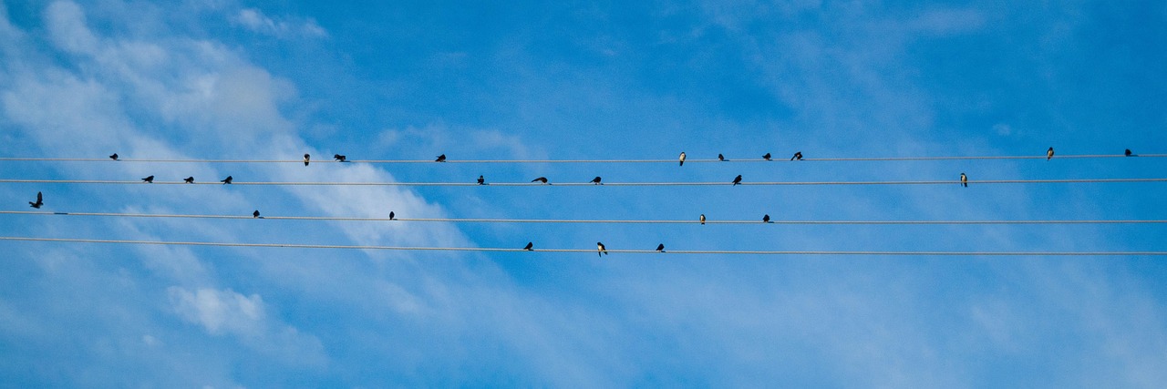 Sky Birds Animal - Free photo on Pixabay - Pixabay