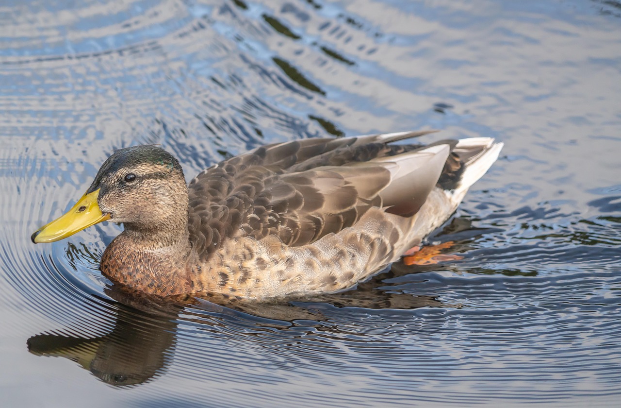 Mallard Duck Bird Nature - Free photo on Pixabay - Pixabay