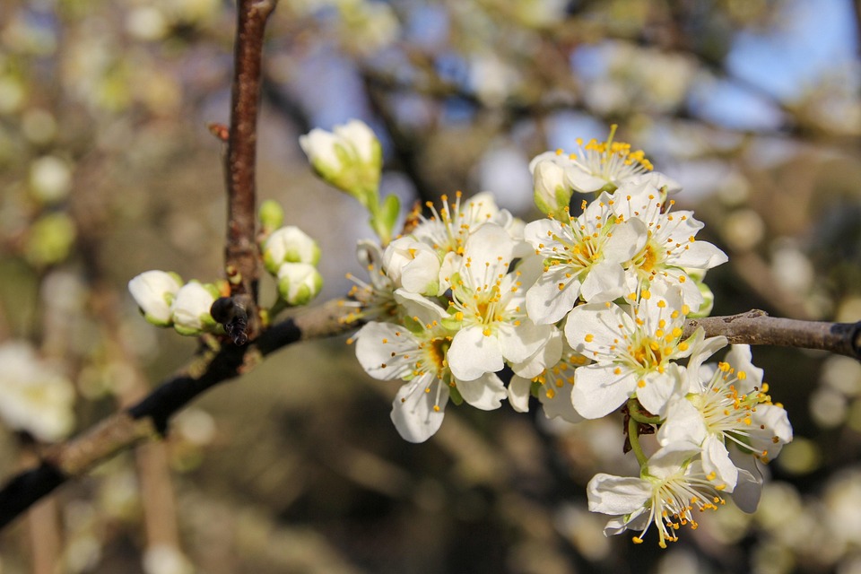 Spring Fruity Petal - Free photo on Pixabay - Pixabay