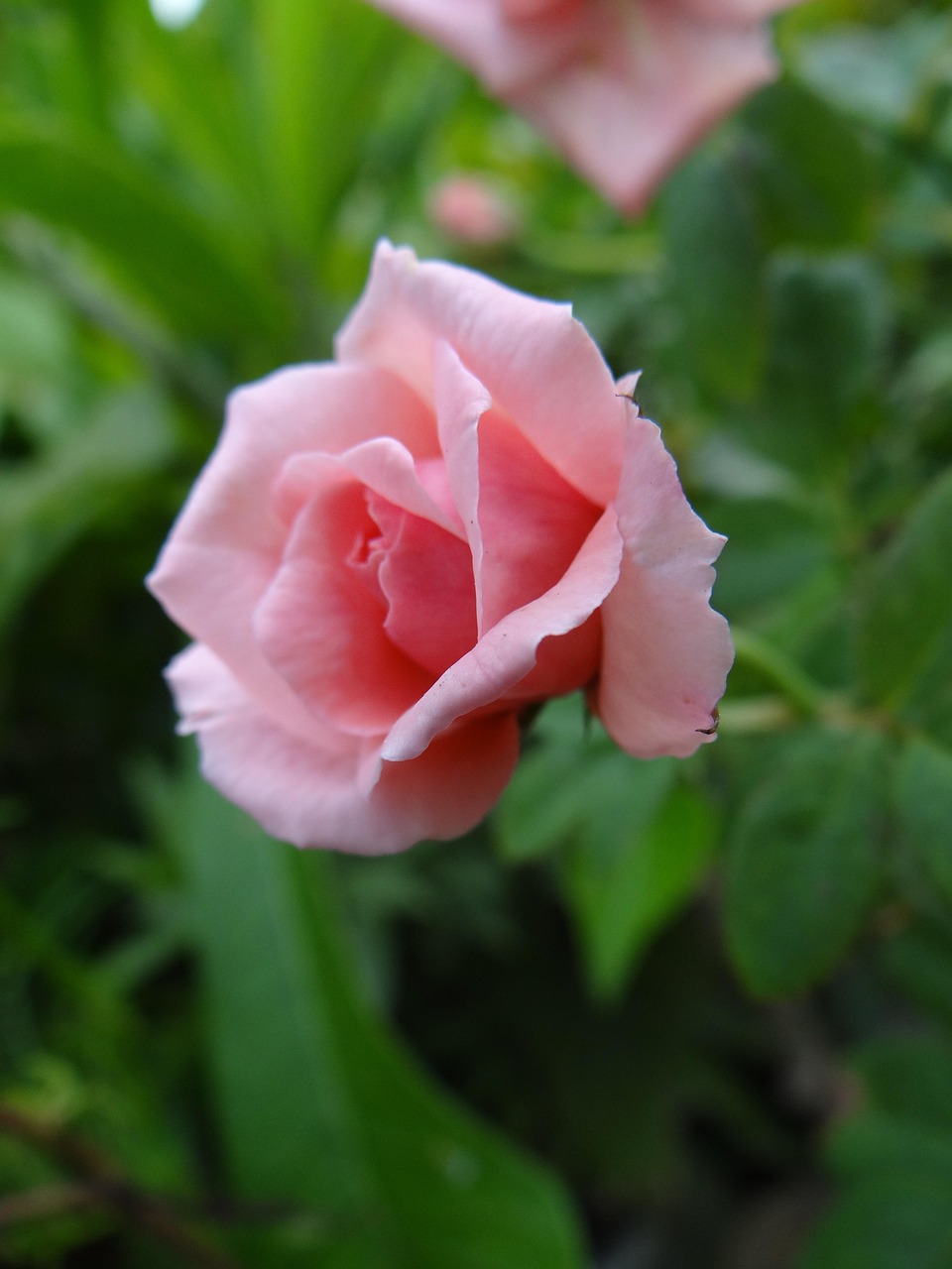 Rosa Rose Blume - Kostenloses Foto auf Pixabay - Pixabay