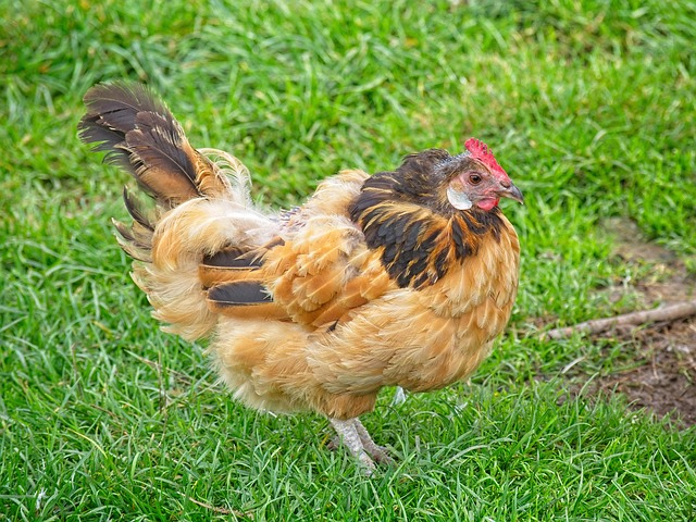 Pollo Domestico Aves De - Foto gratis en Pixabay - Pixabay