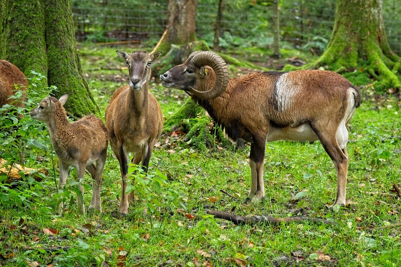 Mouflon Wild Sheep Nature - Free photo on Pixabay - Pixabay