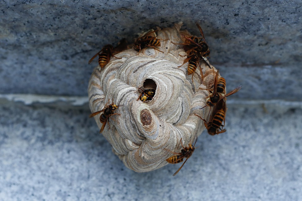 Hornet Honeycomb Hyönteiset - Ilmainen valokuva Pixabayssa - Pixabay