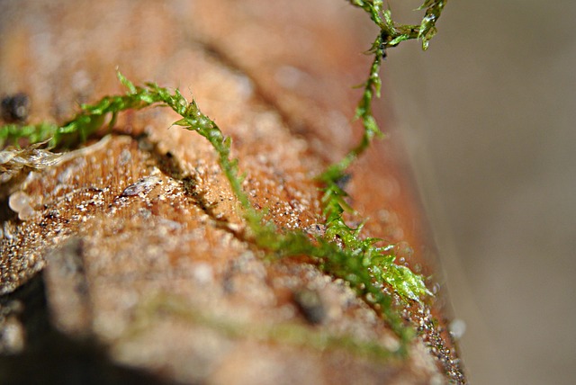 Mousse Forêt La Nature - Photo gratuite sur Pixabay - Pixabay