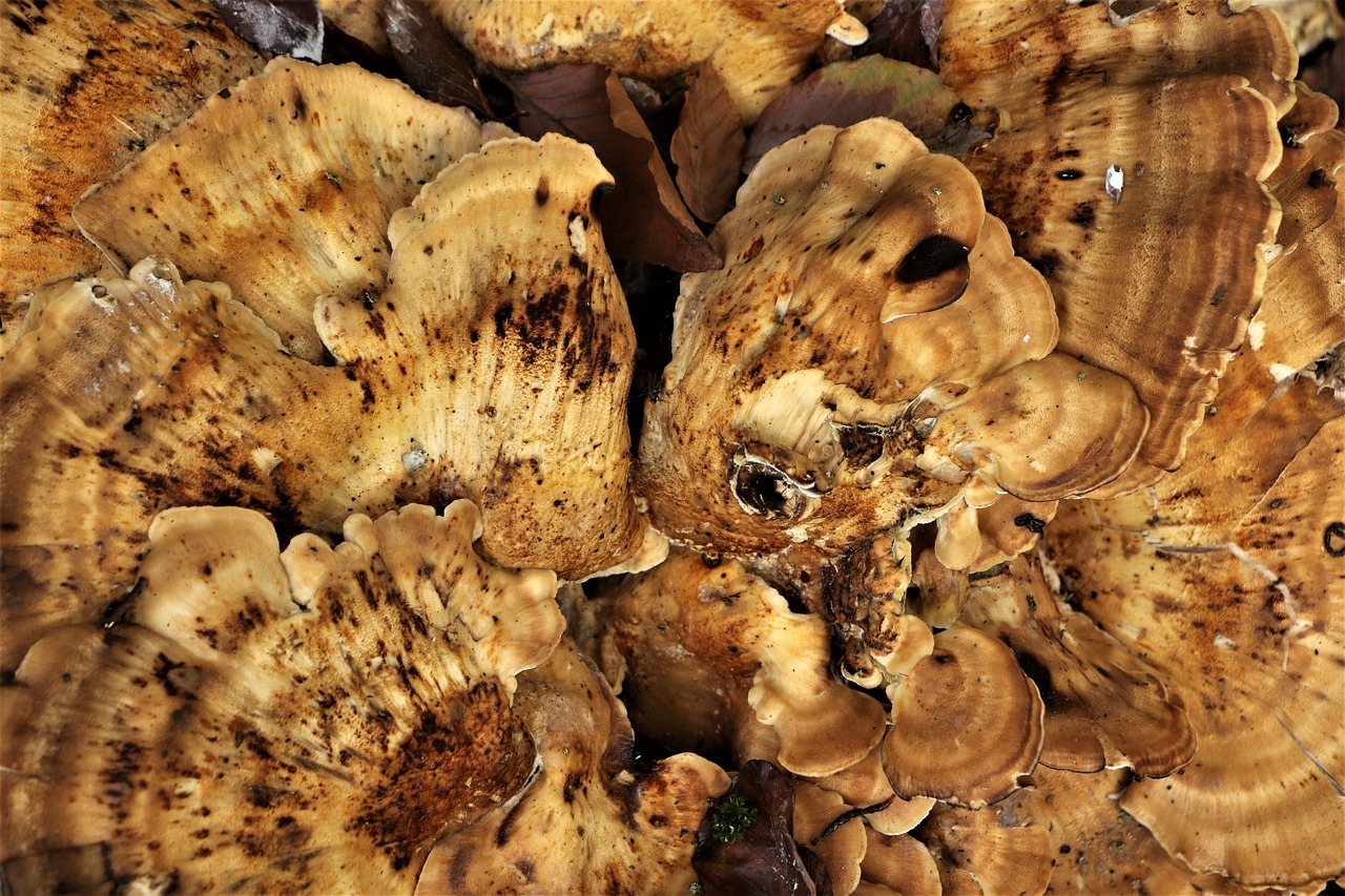 Mushroom Fungus Nature - Free photo on Pixabay - Pixabay