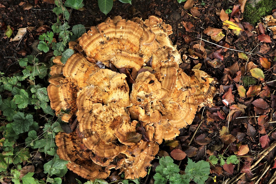 Mushrooms Fungus Nature - Free photo on Pixabay