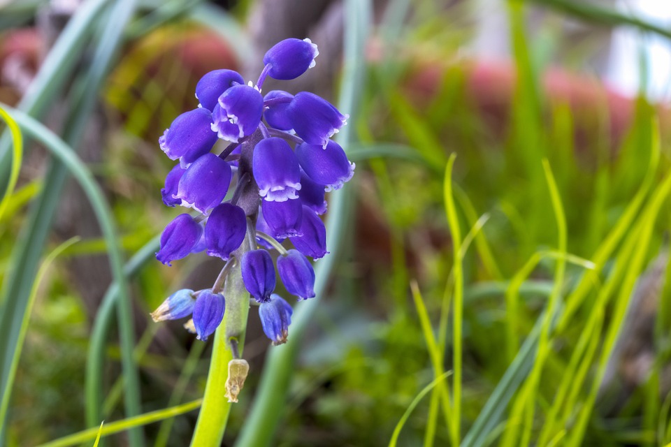 Muscari Neglectum Flori Bloom - Fotografie gratuită pe Pixabay