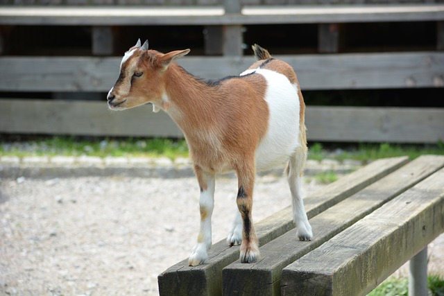 Ziege Kinder Zoo - Kostenloses Foto auf Pixabay - Pixabay