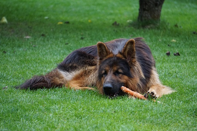 Old German Shepherd Dog - Free photo on Pixabay - Pixabay