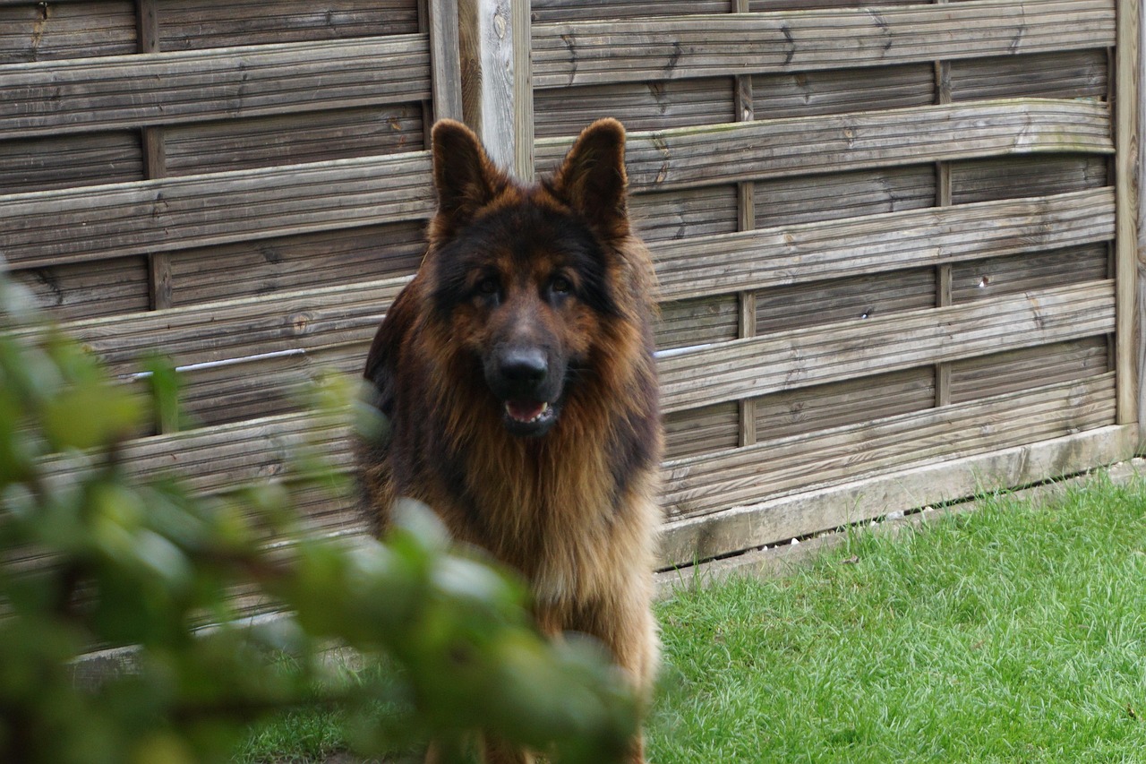 Altdeutscher Allemand Chien De - Photo gratuite sur Pixabay - Pixabay