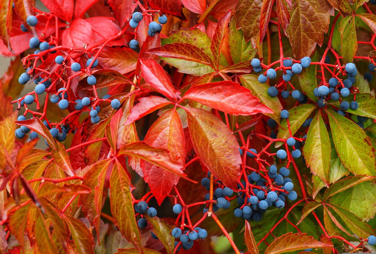 Baga Plantas Frutas - Foto gratuita no Pixabay - Pixabay