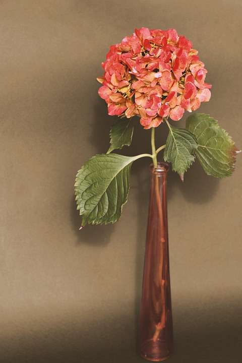 Hydrangea Vas Lukisan Alam Benda - Foto gratis di Pixabay - Pixabay