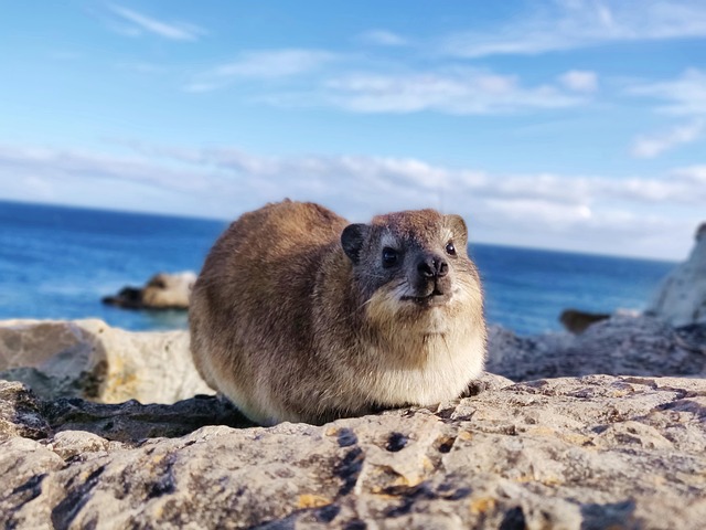 Le Cap Animal Mignonne - Photo gratuite sur Pixabay - Pixabay