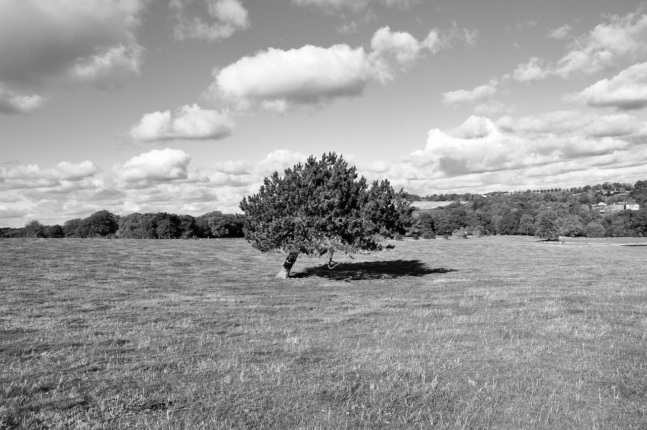 Baum Wilde Landschaft Natur - Kostenloses Foto auf Pixabay - Pixabay