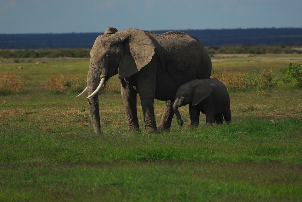 Mother And Child Elephants - Free photo on Pixabay