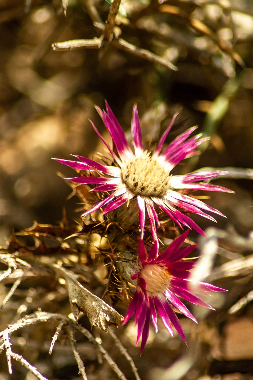 Flowers Dry Flora - Free photo on Pixabay - Pixabay