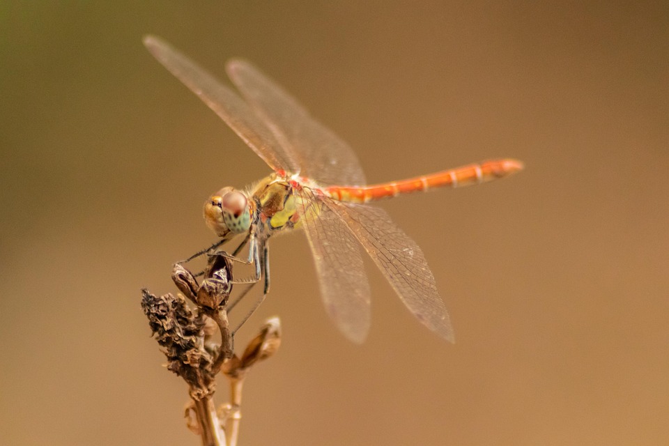 Dragonfly Macro Nature - Free photo on Pixabay