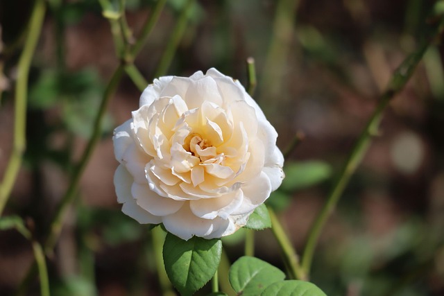 Doğal Çiçekler Rose - Pixabay'de ücretsiz fotoğraf - Pixabay