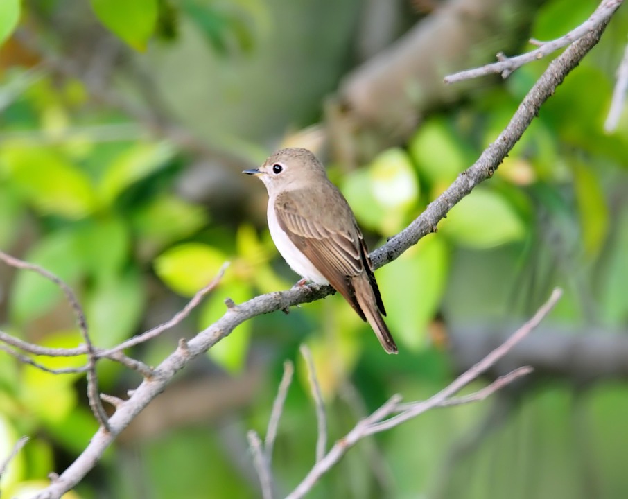 Asian Brown Flycatcher Wild Bird - Free photo on Pixabay