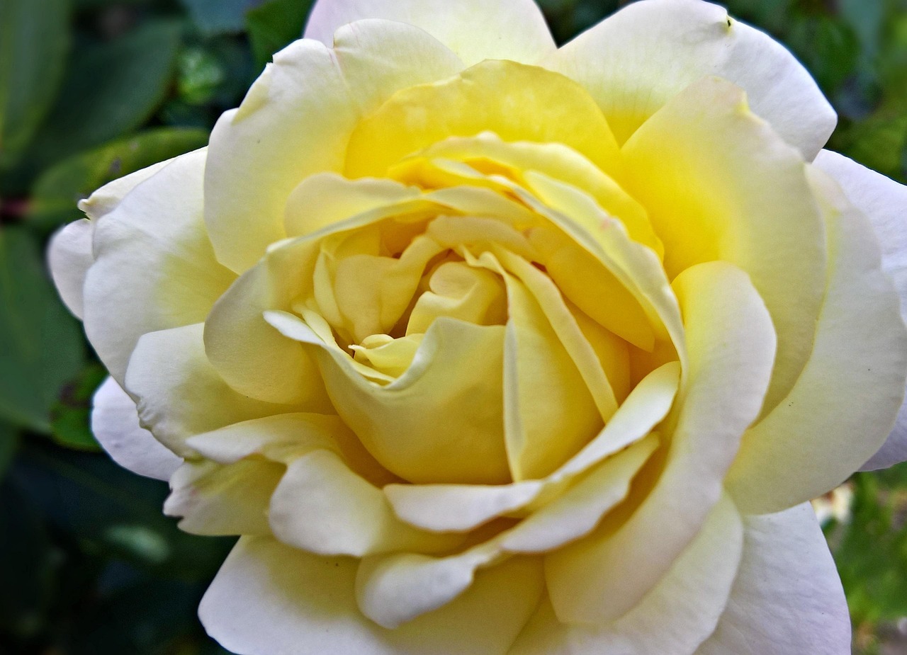 Flor Rosa Noble Planta - Foto gratis en Pixabay - Pixabay