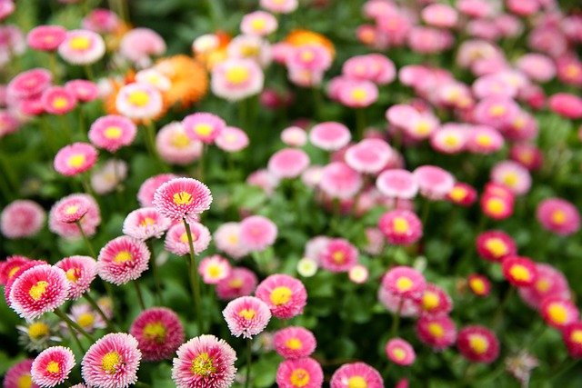 Bunga Pink Kuning - Foto gratis di Pixabay - Pixabay