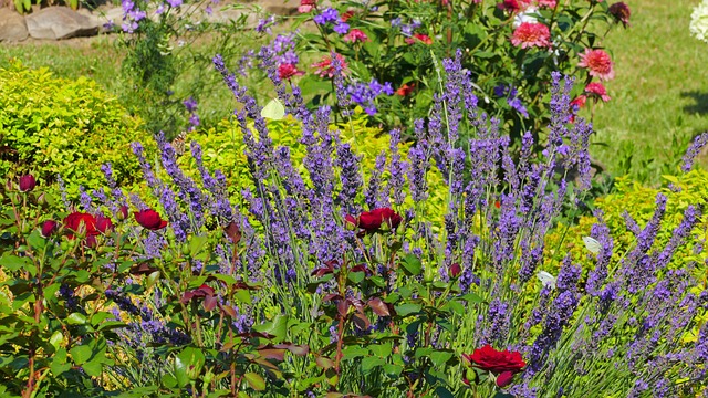 Lavender Flowers Garden - Free photo on Pixabay - Pixabay