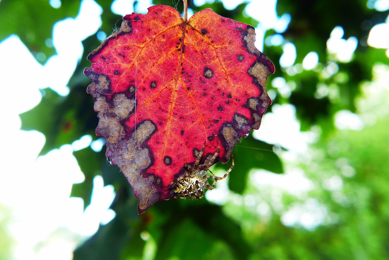 Signs Of Autumn Leaf Forest - Free photo on Pixabay