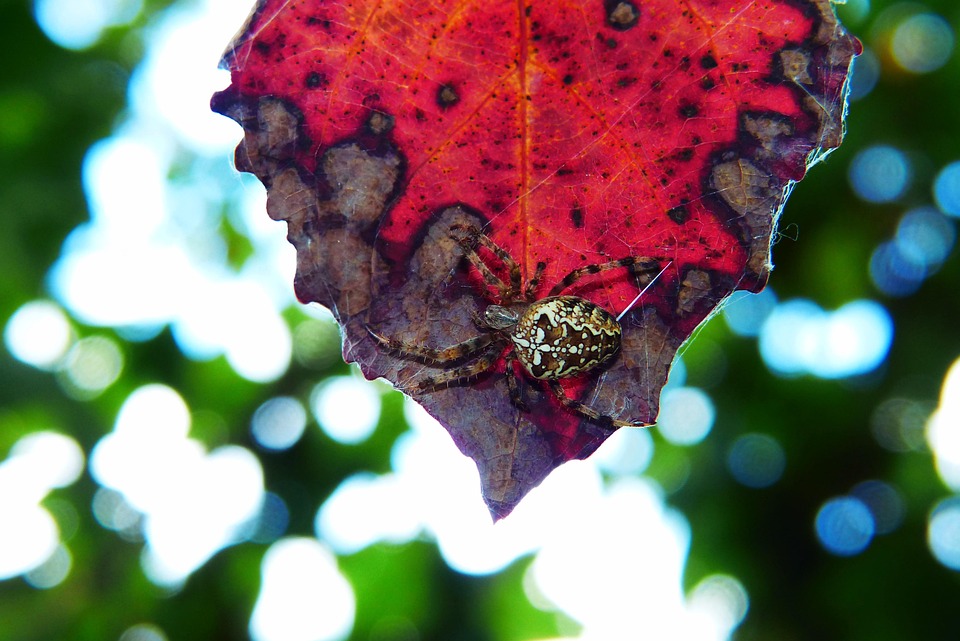Signs Of Autumn Leaf Forest - Free photo on Pixabay - Pixabay