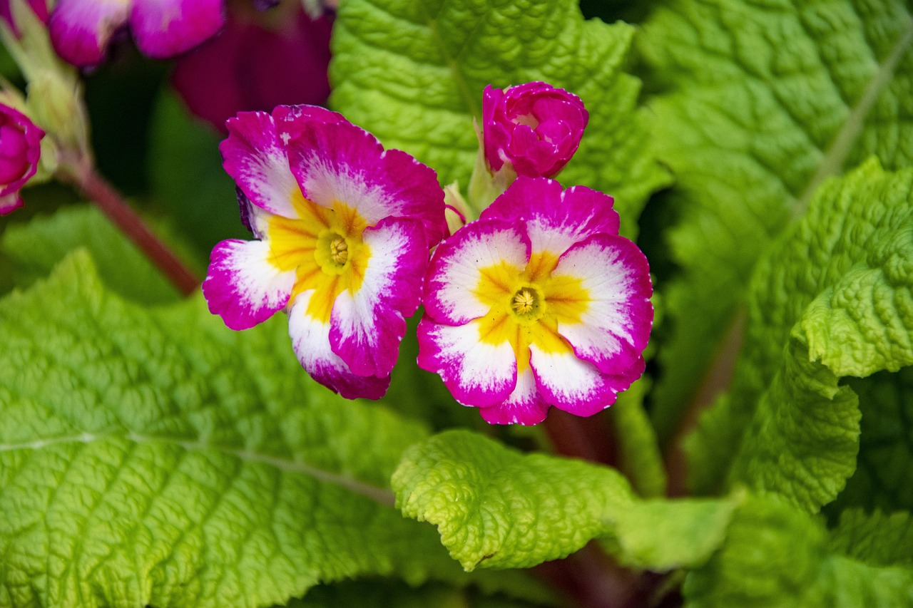 Mauve Fleurir Fleurs - Photo gratuite sur Pixabay - Pixabay