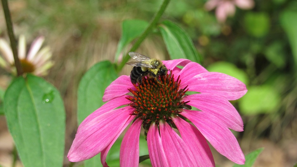 Bee Flower Insects - Free photo on Pixabay