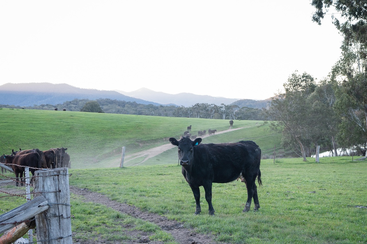 Vaca Ganado Angus Negro - Foto gratis en Pixabay - Pixabay