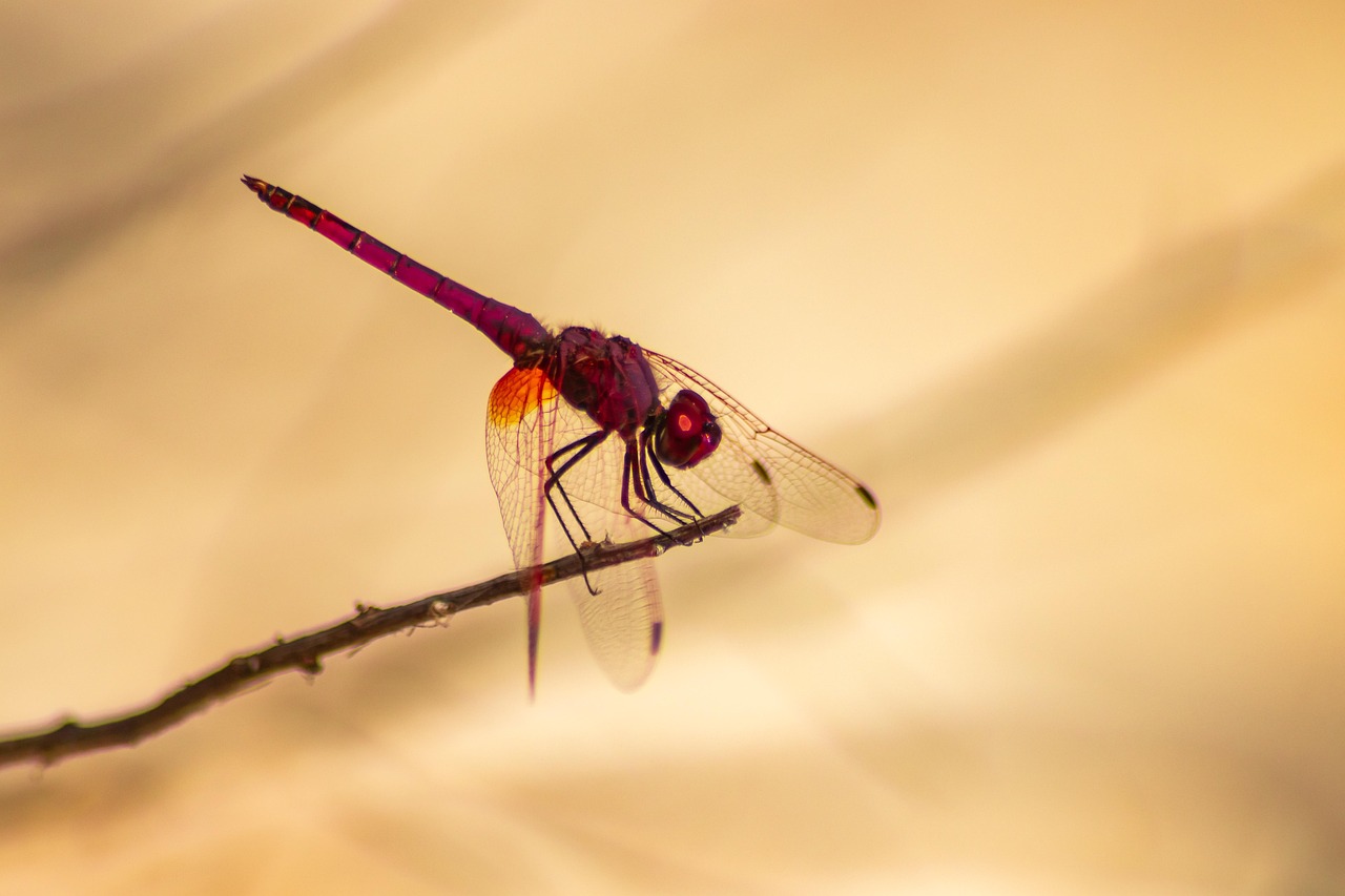 Libelle Makro Insekt - Kostenloses Foto auf Pixabay - Pixabay