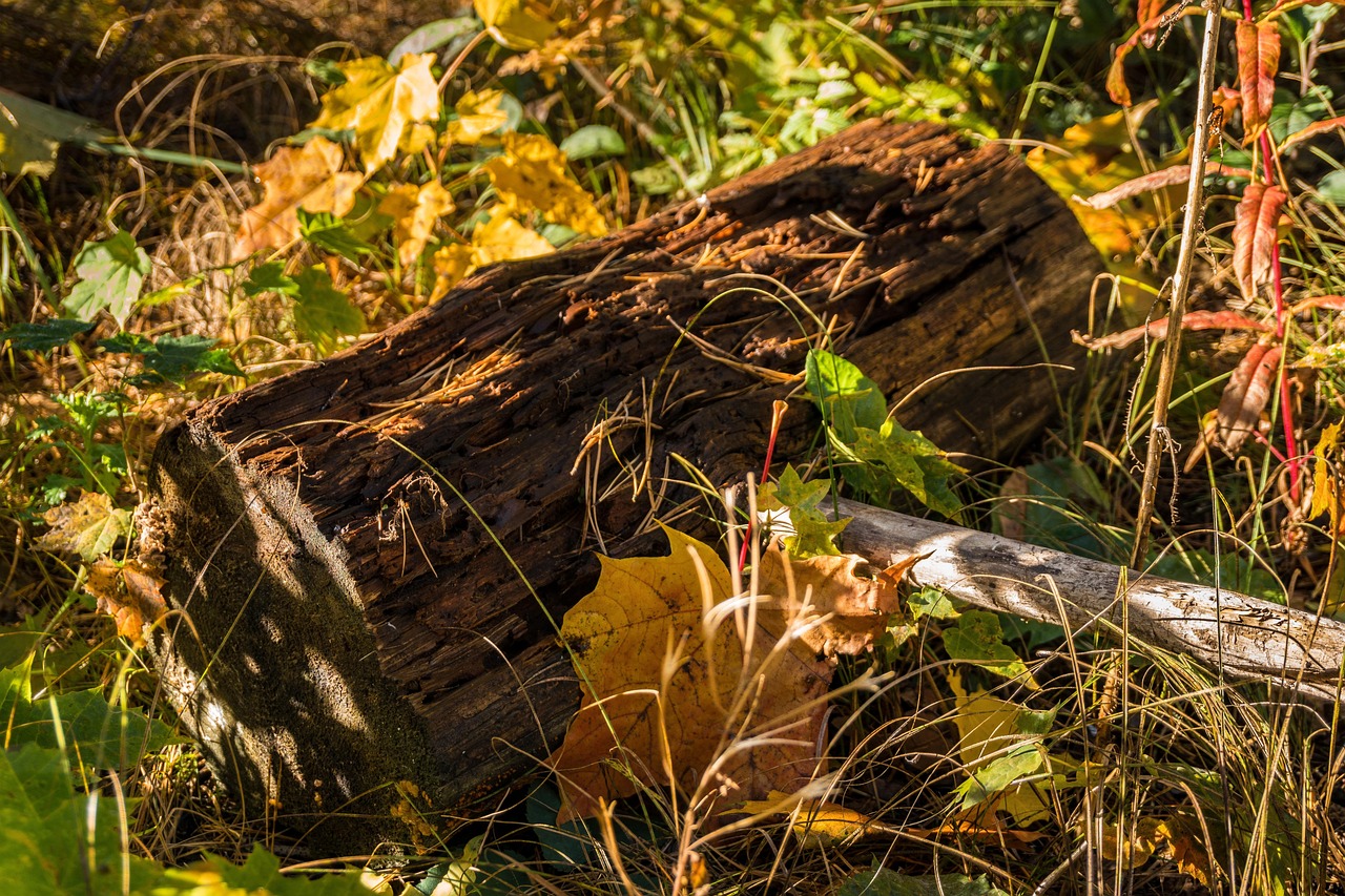 Stump Old Maple Leaf - Free photo on Pixabay