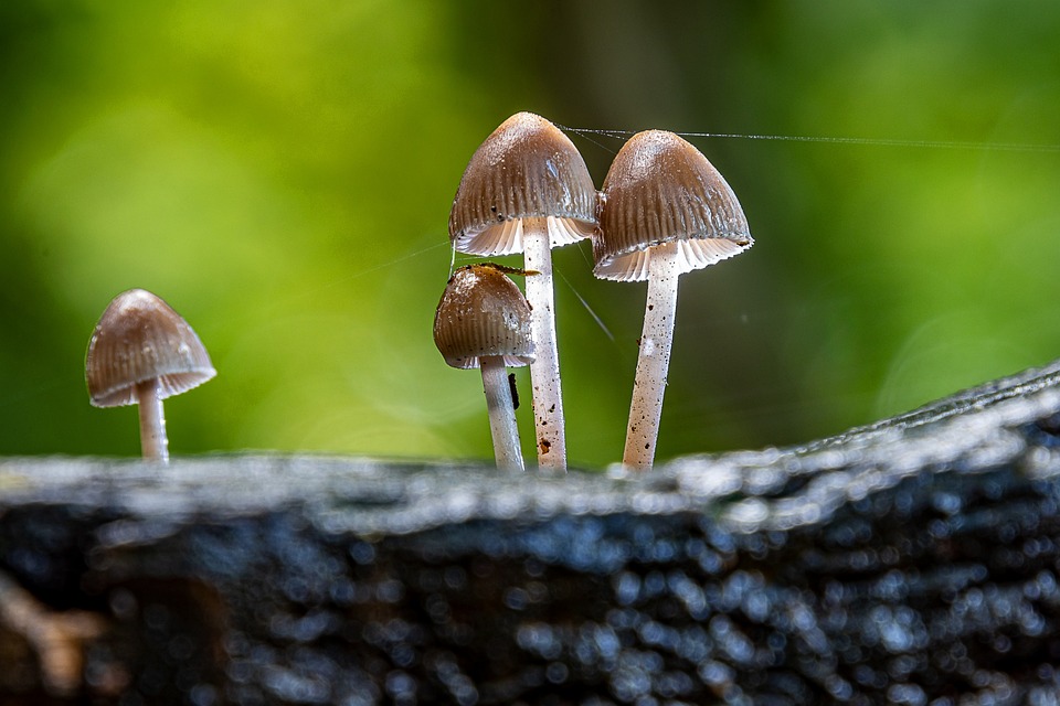 Mushrooms Fall Forest - Free photo on Pixabay - Pixabay