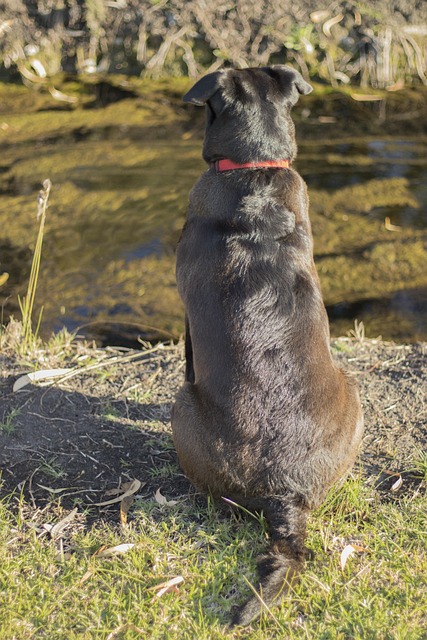 300+ Free Black Labrador & Labrador Images - Pixabay