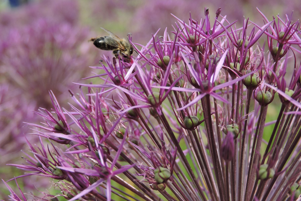 Avispa Abeja Insecto - Foto gratis en Pixabay - Pixabay
