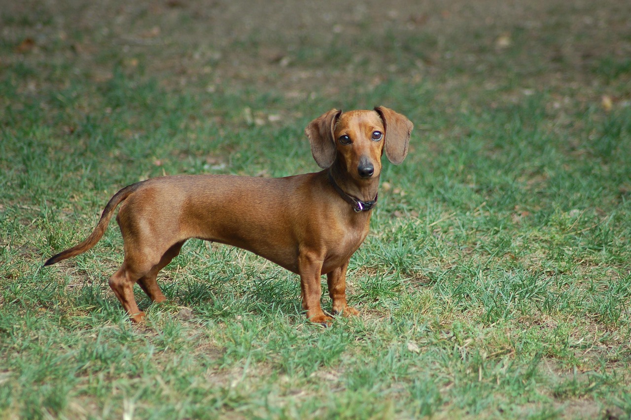 900+ Free Loyal & Dog Images - Pixabay